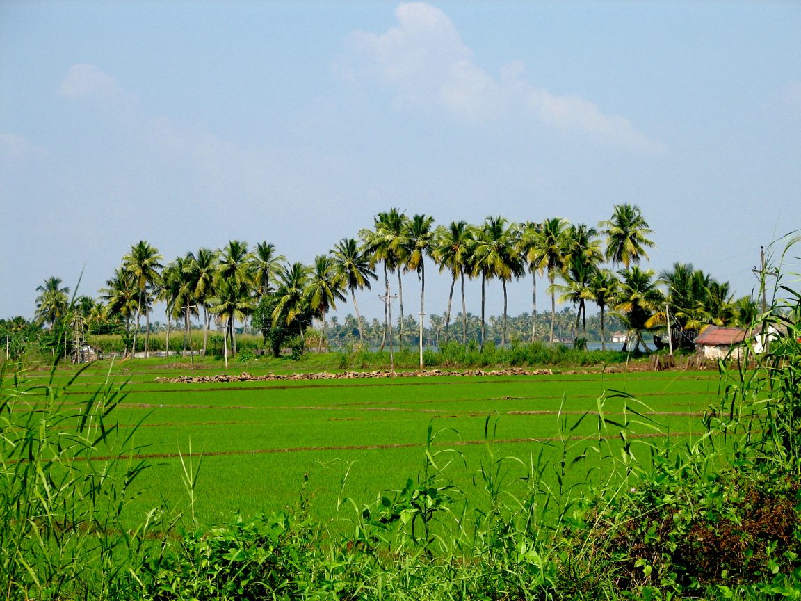 How Thuruthikkara Became Kerala's First Green Village in Just 3 Months
