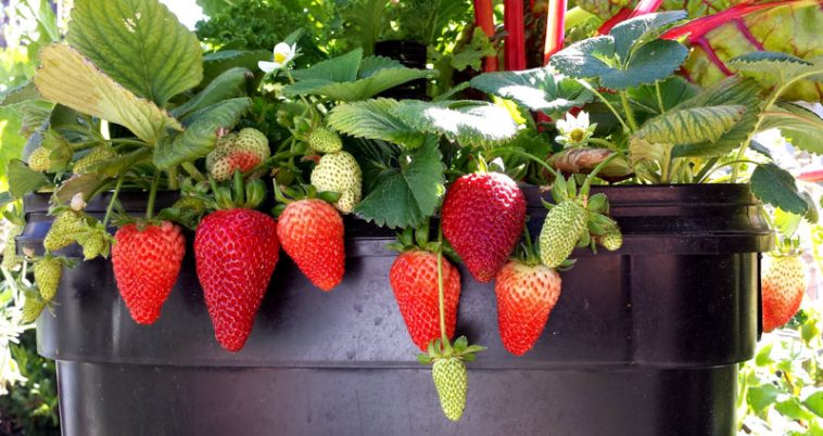 Grow Your Own Organic Strawberries At Home With This Simple Guide