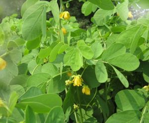 15 Little-Known Leafy Vegetables of India You Need To Try!