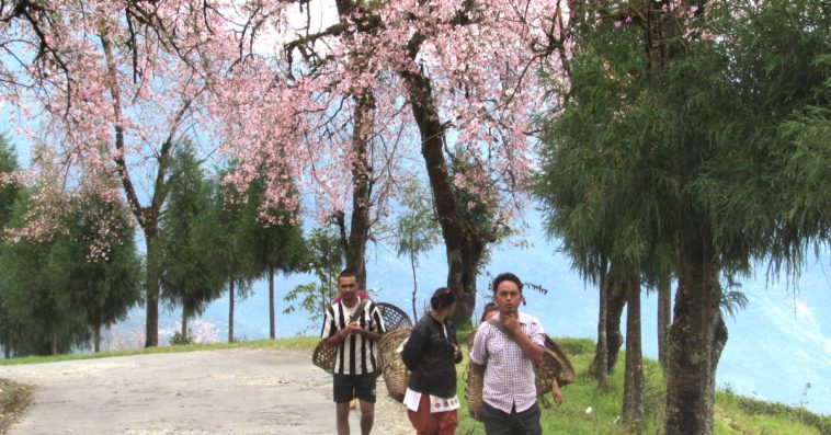 The People of Sikkim Can Now Adopt a New Sibling — a Tree!