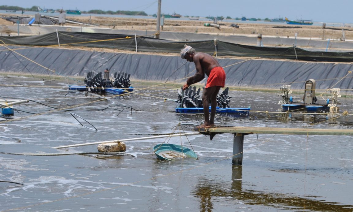 This IIT Alumnus Has Changed the Lives of More Than 600 'Aquafarmers'
