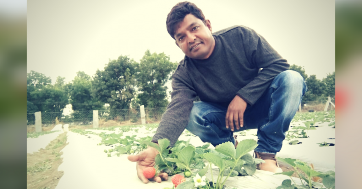 This Engineer Learnt Farming On Youtube And Grew Strawberries In Rajasthan 