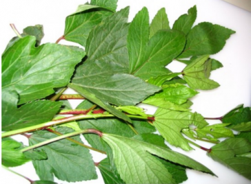 15 Little-Known Leafy Vegetables of India You Need To Try!