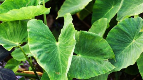 15 Little-Known Leafy Vegetables of India You Need To Try!