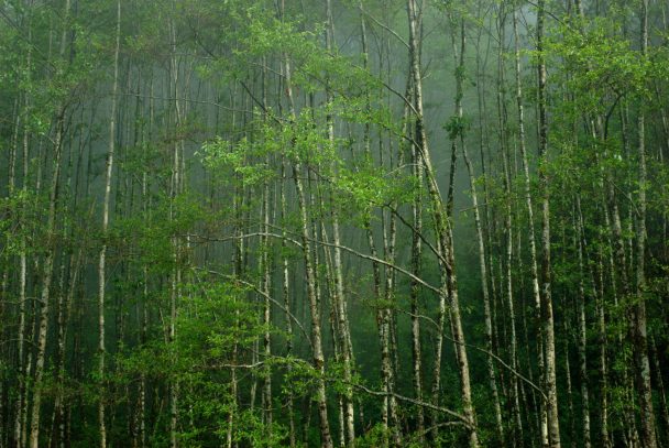The People of Sikkim Can Now Adopt a New Sibling — a Tree!