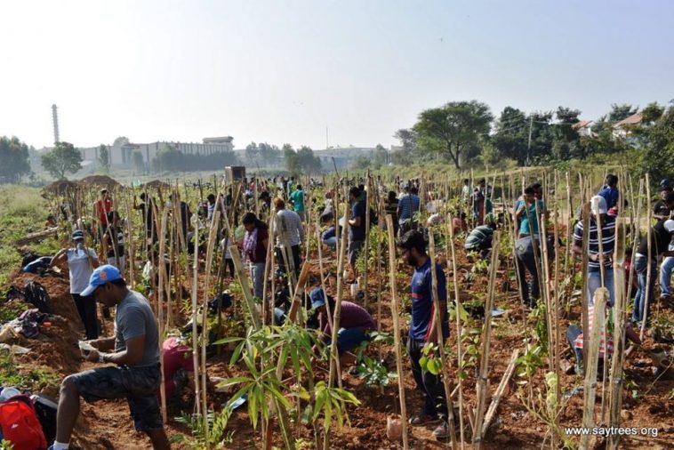 5 Unique Initiatives That Take Tree Plantation to the Next Level