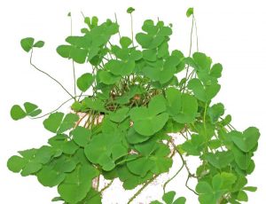 15 Little-Known Leafy Vegetables of India You Need To Try!