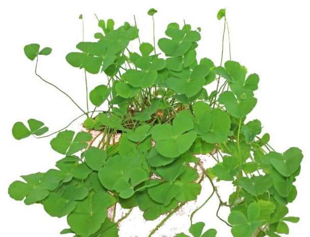 15 Little-Known Leafy Vegetables of India You Need To Try!