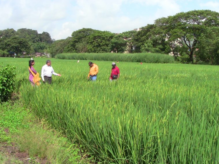 100 Years: Celebrating India's First Rice Research Institute