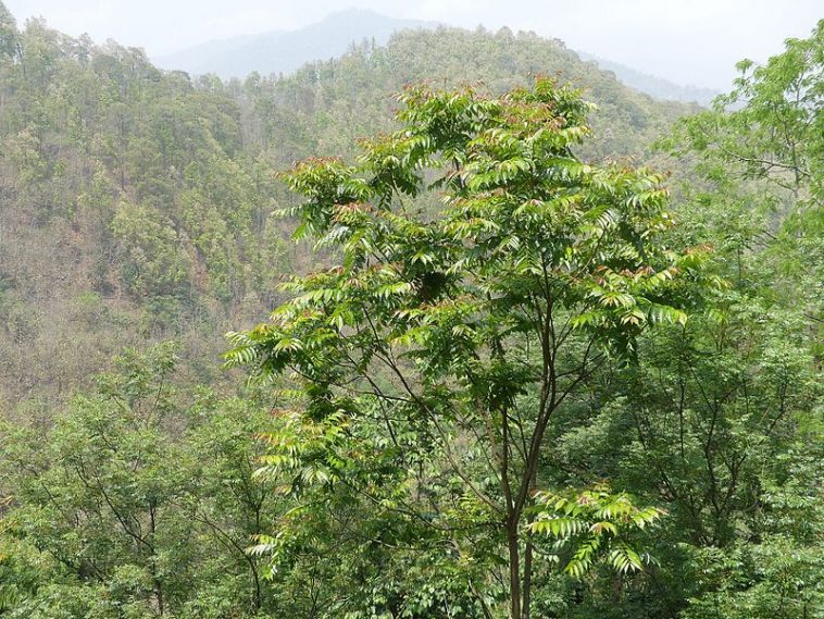 Bet You Didn't Know the Mind-Blowing Uses of These 7 Common Trees!