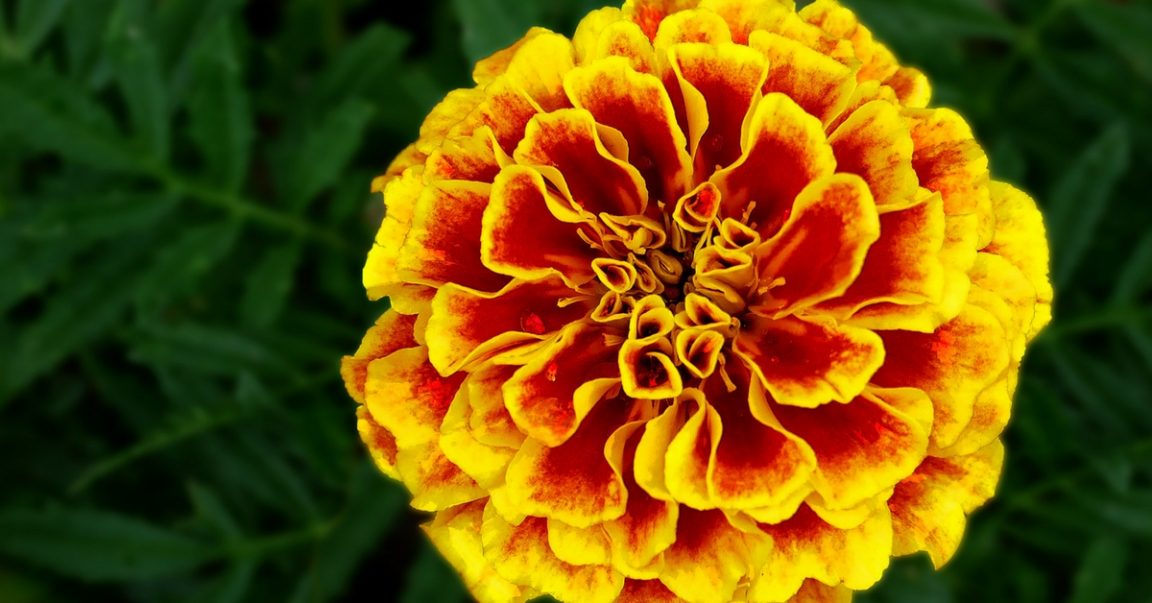 Flower Power in Your Food: 10 Edible Blooms That Can Electrify Your Dish