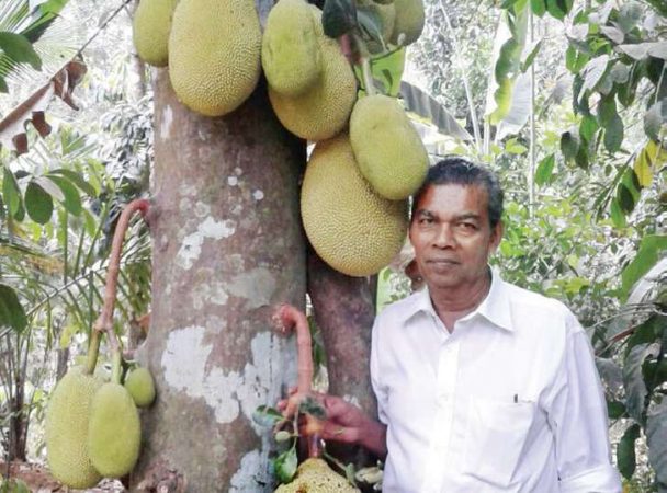 73-Year-Old Kerala Man Nurtures 210 Types of Jackfruit in His Orchard