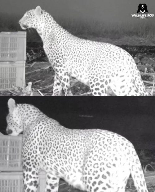 Adorable Leopard Cubs Reunited With Mother, Thanks to This Team