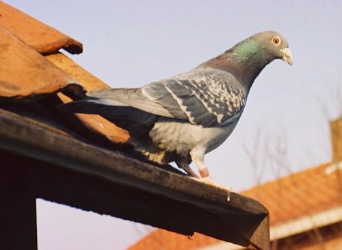 Odisha has a Police Pigeon Service, the Only One of Its Kind In the World!