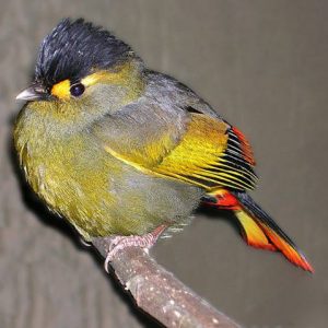 Arunachal Tribe Protects Unique Bird Species, Wins the India ...