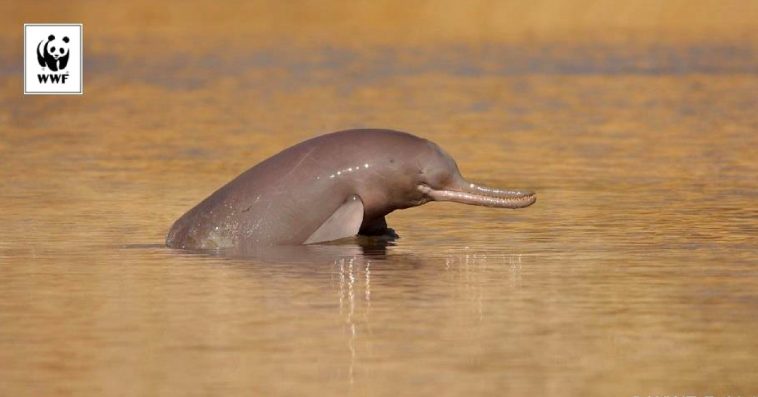 One of the world's rarest mammals, Indus Dolphins call river Beas home!