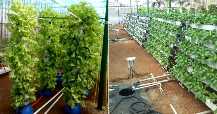 Bengaluru man shows how to grow farms using hydroponics system