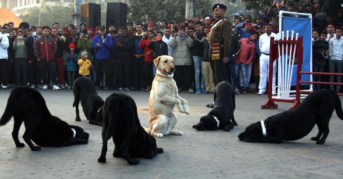 Adopt an army dog & take home a national hero! This woman tells you how