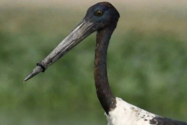 Seen the viral photo of stork with beak stuck in plastic ring? It is ...