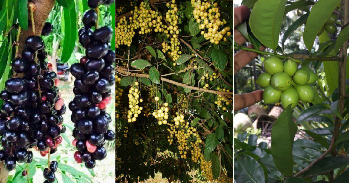 350 fruits & a Mother's legacy: The touching story of a Kerala farm ...