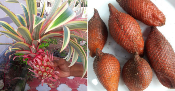 350 fruits & a Mother's legacy: The touching story of a Kerala farm ...