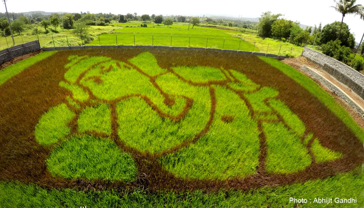 How can you 'Paint' with paddy? Let India's sole Paddy artist show you ...