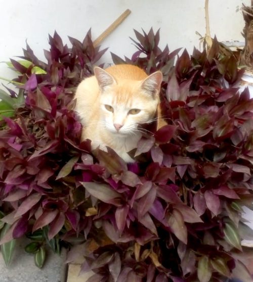 Meet The Furry Finalists of India’s Cutest Rescued Cat Alive! - The ...