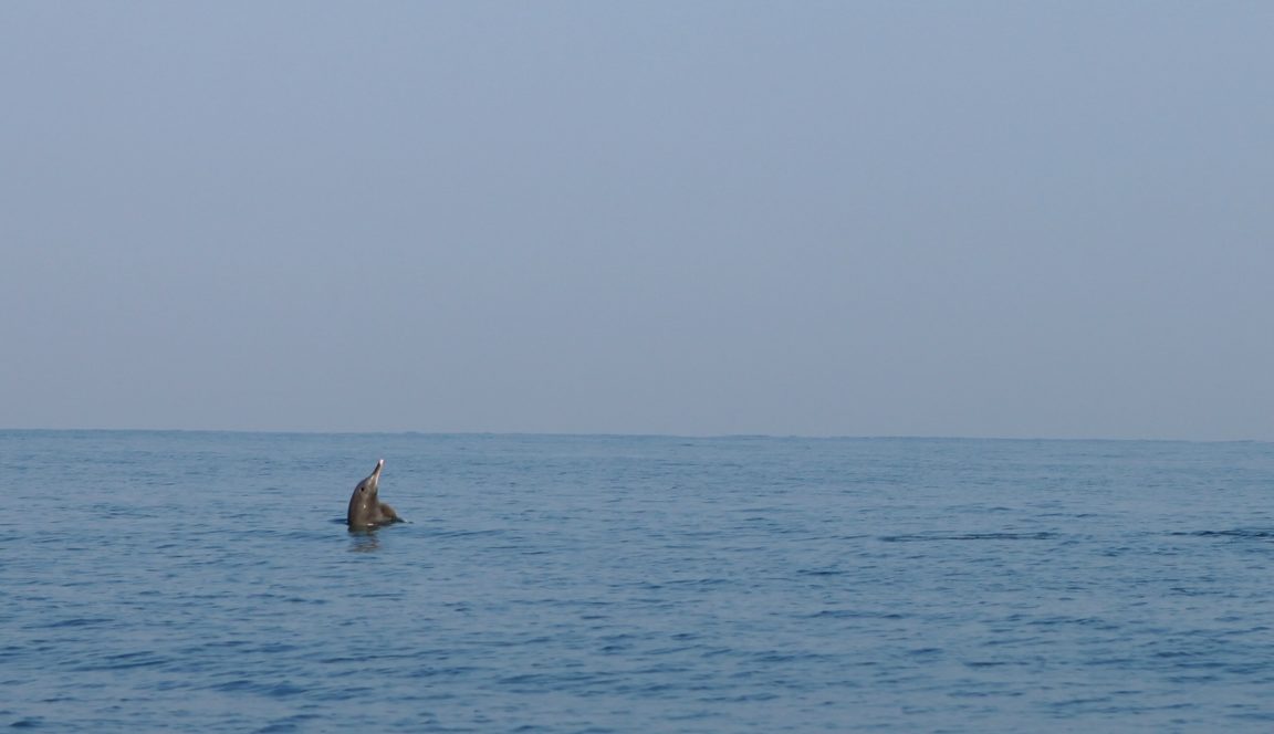 Planning to See Dolphins in Goa? Here's How You Can Help Nature While ...