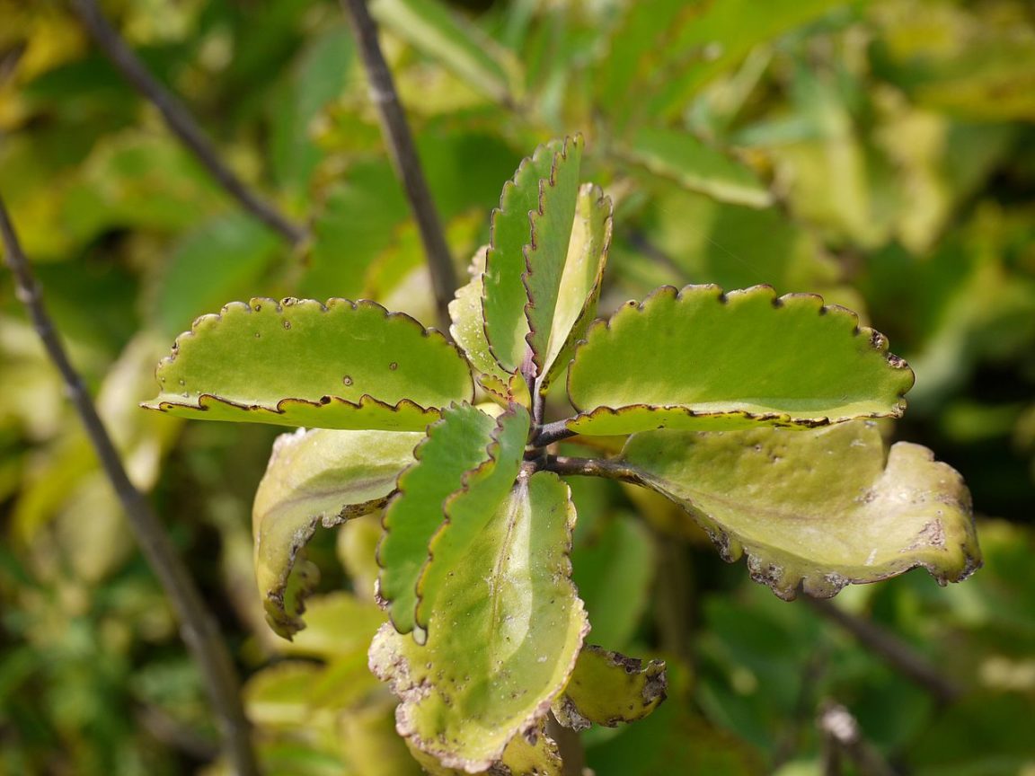 Why & How to Grow Your Own 'Healing' Garden at Home! - The Better India