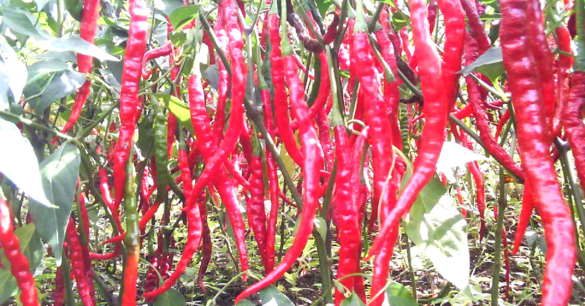 Spicing It Up: How One of World's Hottest Chillies is Sustaining a ...