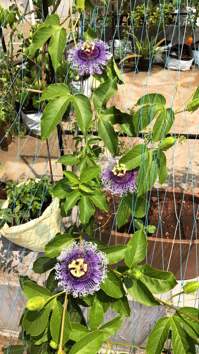 From Basil to Passion Fruit, Kochi Woman's Garden Has It All! - The ...