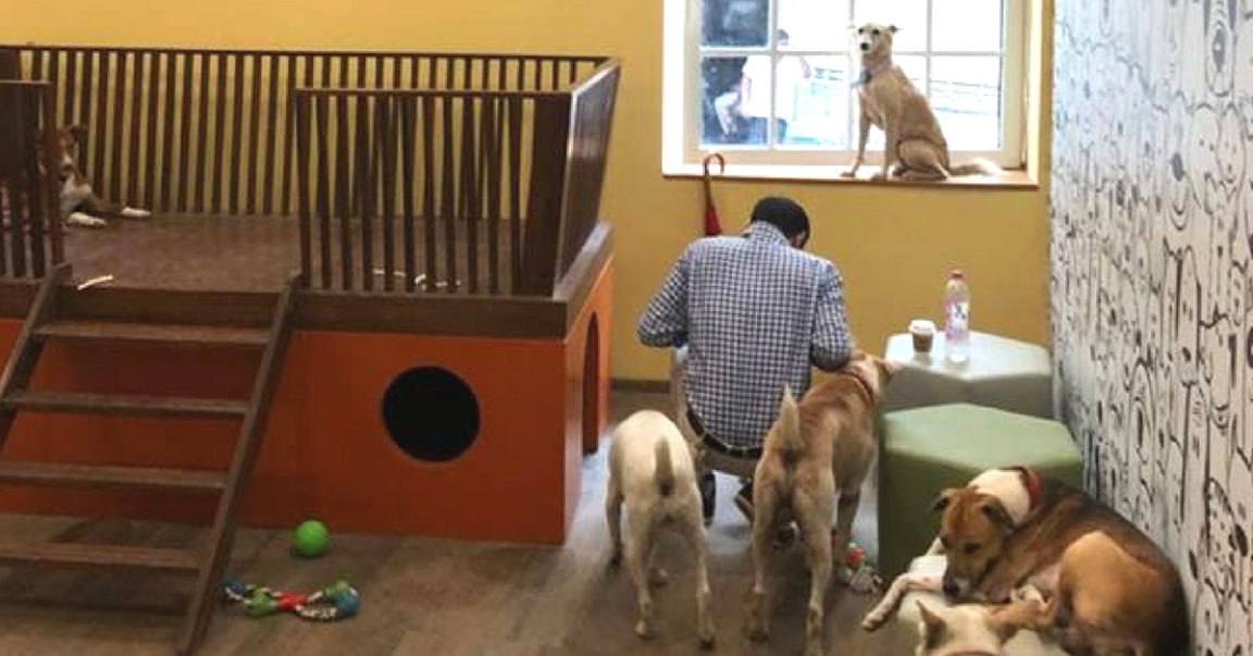 Tata's Bombay House Give Stray Dogs a Room of Their Own!! - The Better ...