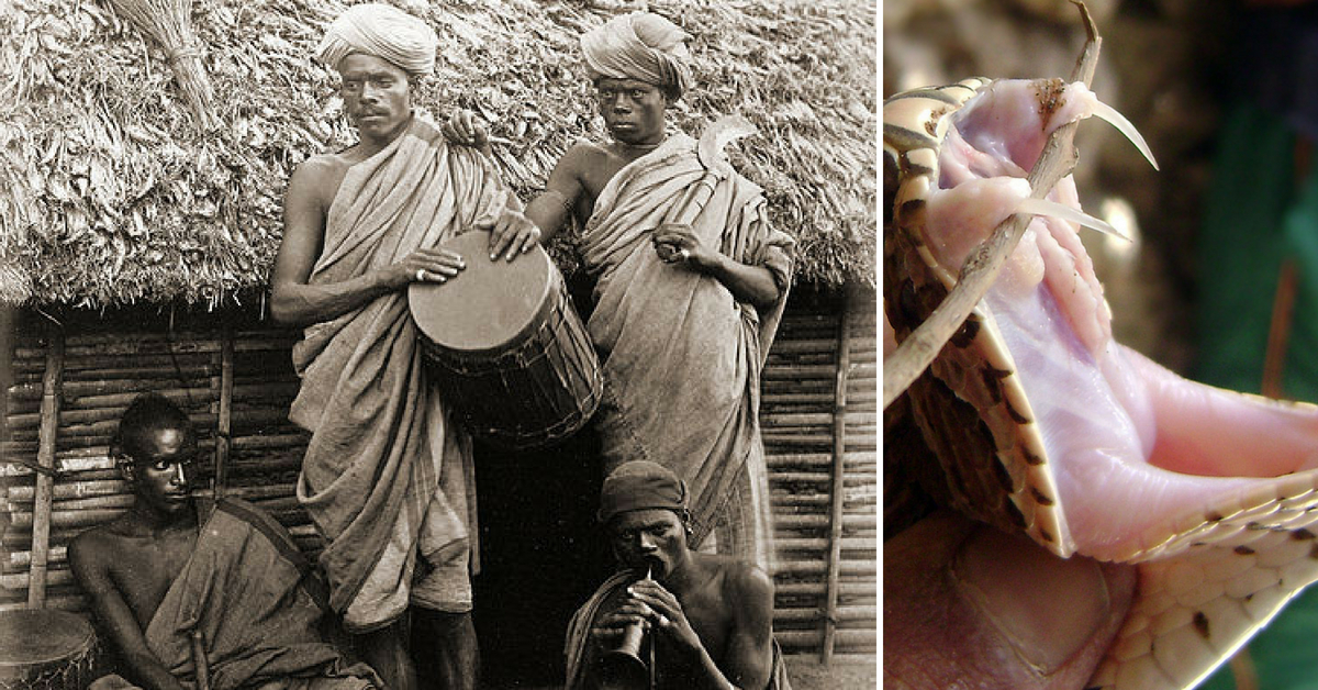 Saving Lives For Years: Ancient 'Snake' Tribe Makes Most of India's ...