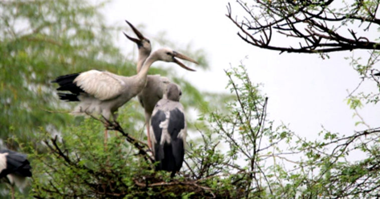 2 Tamil Nadu villages don't burst crackers on Diwali. Here's why!