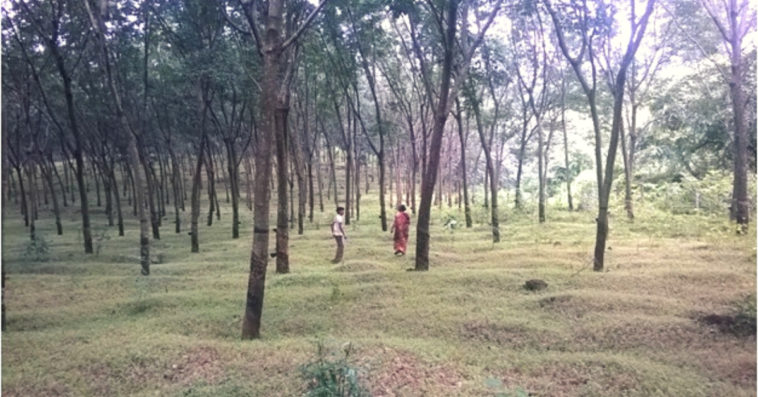 Rubber Trees With Dual Purpose? Here's Why It's A Great Scientific News!