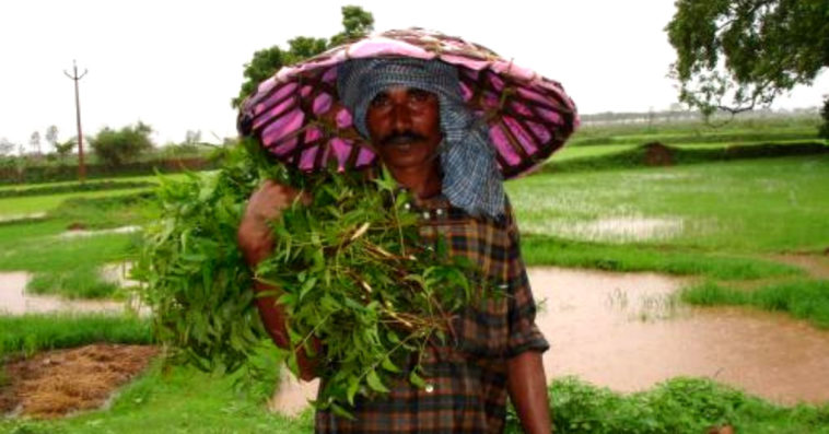 Indian scientists reveal how 'wonder leaf' neem produces ueful chemicals!