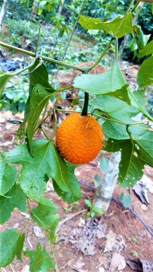 Kerala Scientist Leaves Job to Become Farmer, Now Grows 560+ Varieties ...