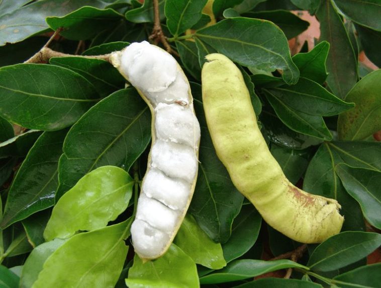 Kerala Scientist Leaves Job to Become Farmer, Now Grows 560+ Varieties ...