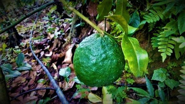 Kerala Scientist Leaves Job to Become Farmer, Now Grows 560+ Varieties ...