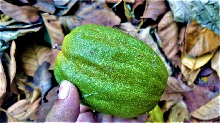 Kerala Scientist Leaves Job to Become Farmer, Now Grows 560+ Varieties ...