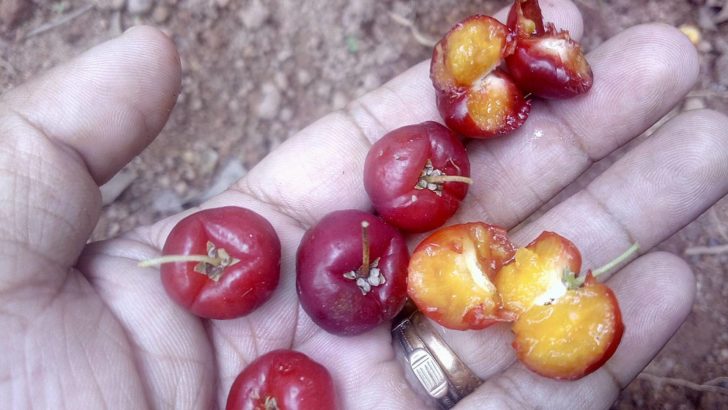Kerala Scientist Leaves Job to Become Farmer, Now Grows 560+ Varieties ...