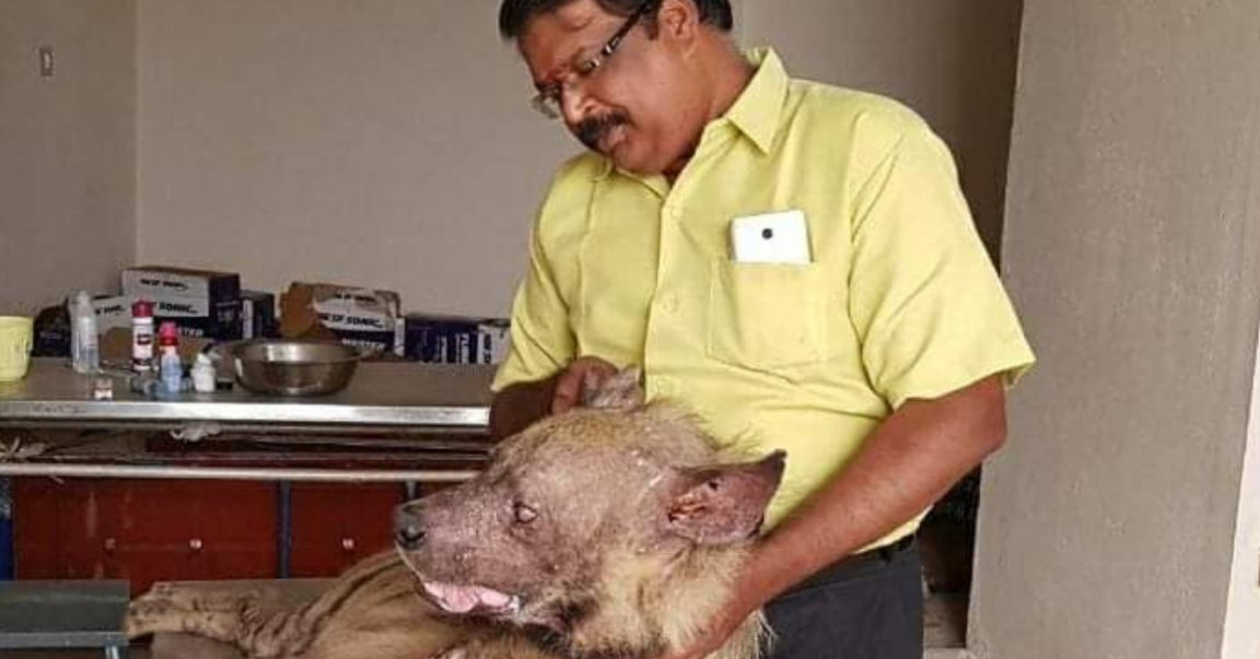 Brutally Beaten, Comatose Hyena Gets a New Life Thanks to Vet & Team
