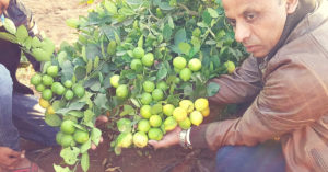 Meet Three Farmers Who Prove Lemons in Life Can Earn Lakhs in Profit!