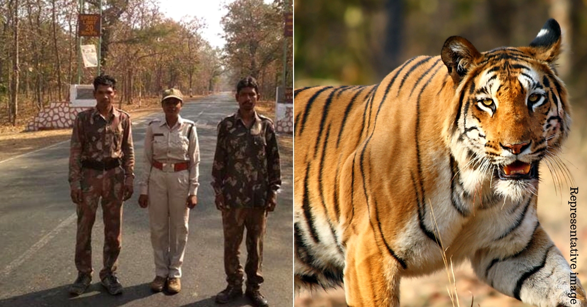 Brave Madhya Pradesh Forest Guard Stands In Front Of Tiger, Saves 3 Lives