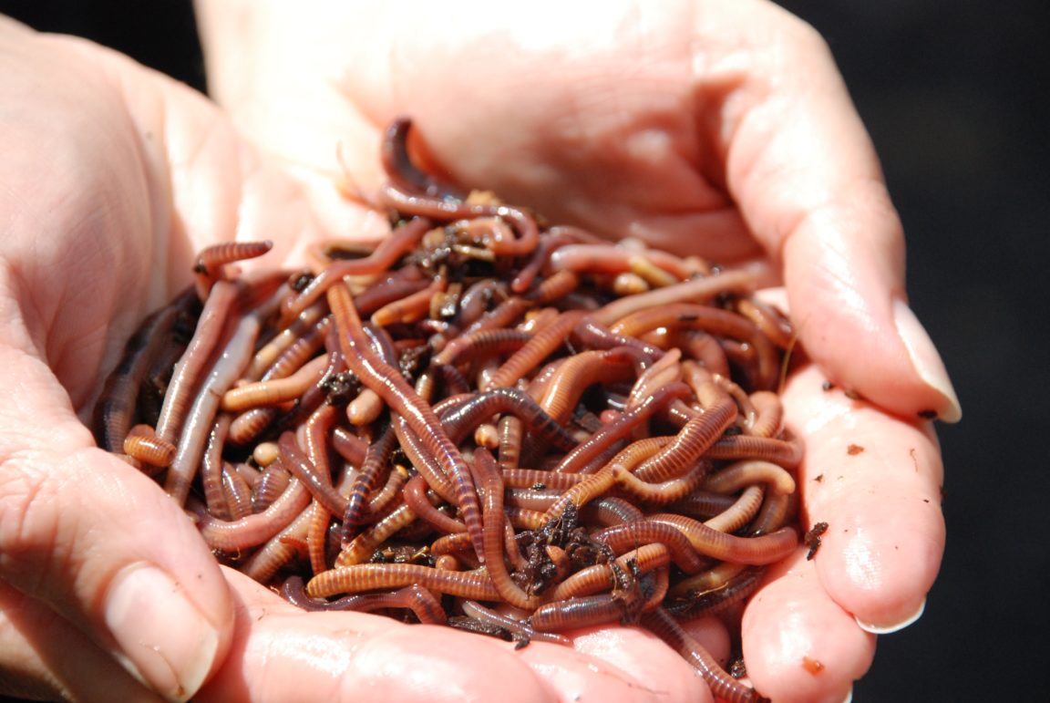 This Toilet Has No Flush & Runs on Worms! Here's How 'Tiger' Can ...
