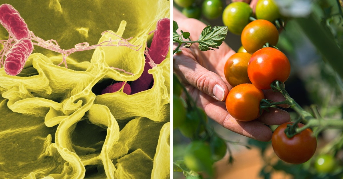 How Do Fresh Veggies and Fruits Get 'Poisoned'? Indian Scientists Reveal