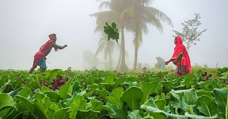How Do Fresh Veggies and Fruits Get 'Poisoned'? Indian Scientists Reveal