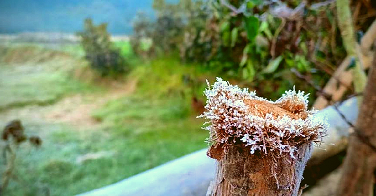 Kerala's Munnar Turns Into Winter Wonderland, Check Out 10 Photos