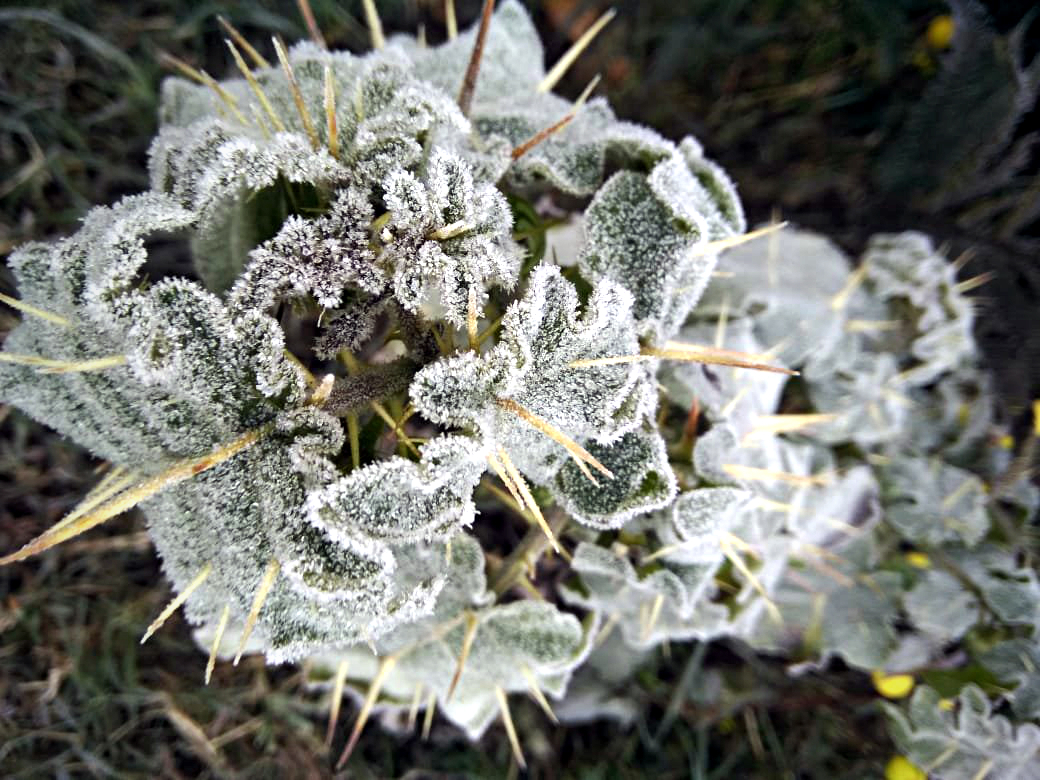 Kerala's Munnar Turns Into Winter Wonderland, Check Out 10 Photos