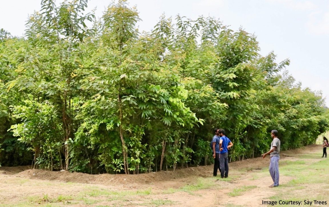 12K trees,1 acre: NGO is creating a dense forest in the middle of Mumbai